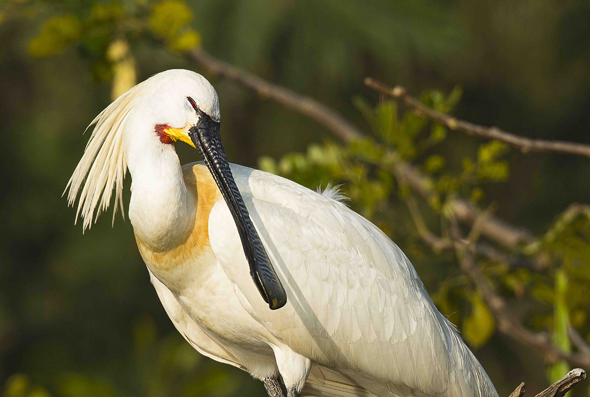 all-about-beaks – Ogaclicks