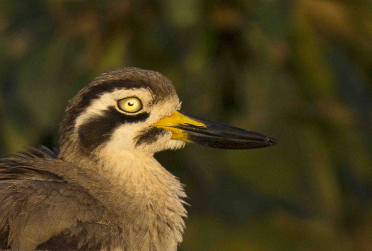all-about-beaks – Ogaclicks