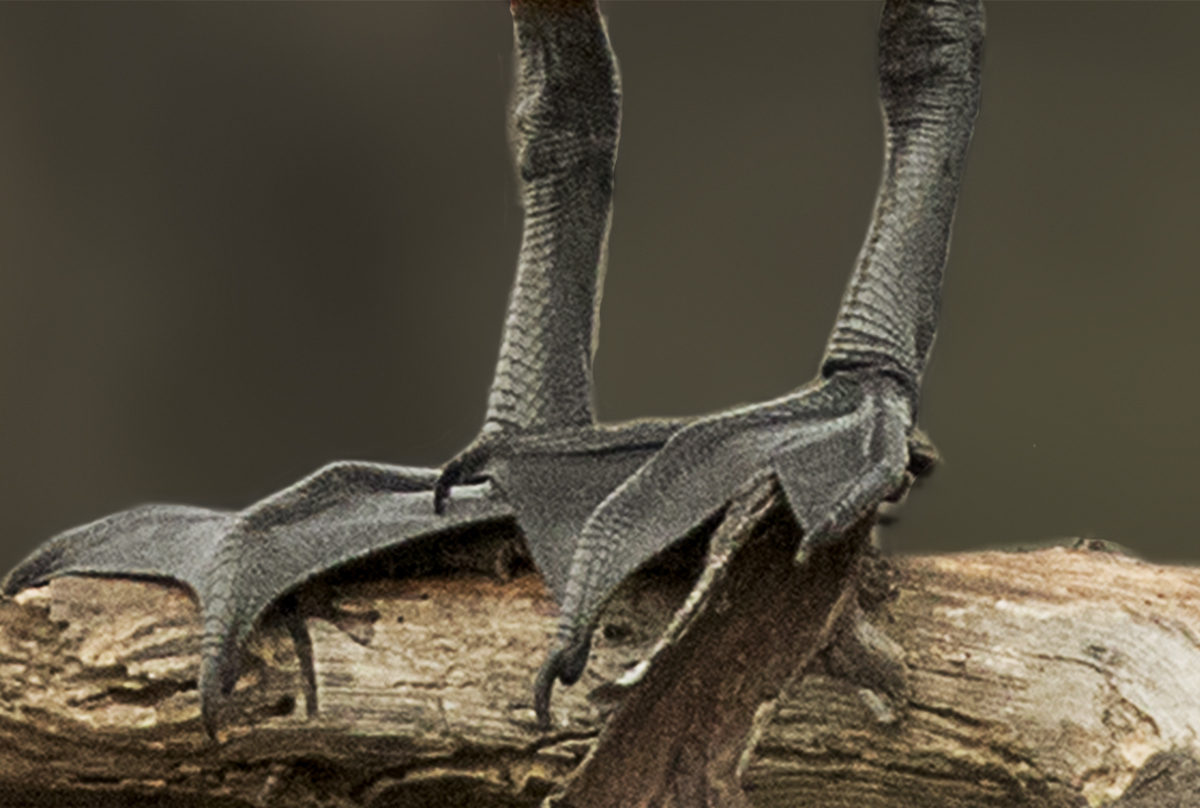 foot-structures-of-birds – Ogaclicks