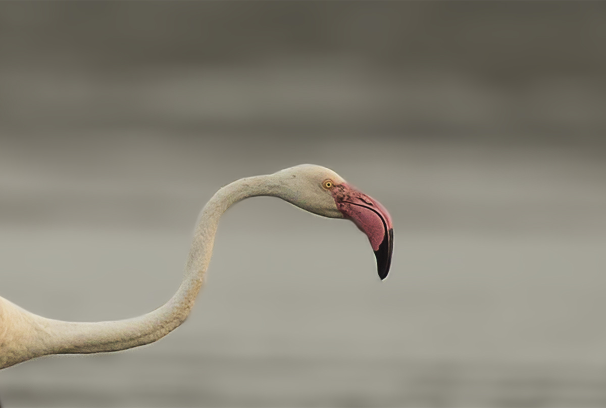 all-about-beaks – Ogaclicks