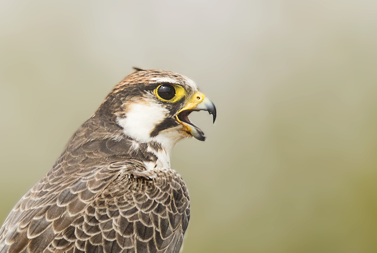 all-about-beaks – Ogaclicks