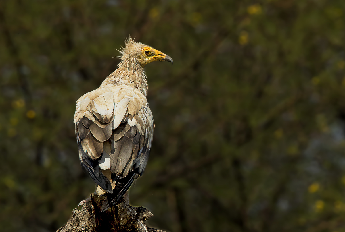 mating-in-birds-part-i-different-type – Ogaclicks
