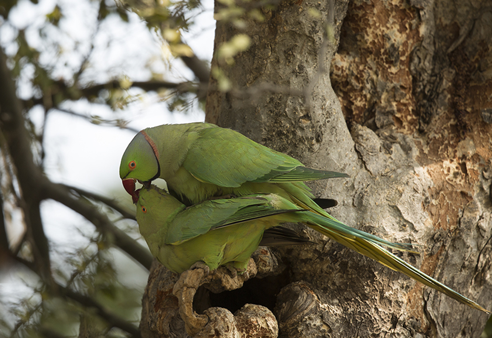 mating-in-birds-part-iii-copulation – Ogaclicks