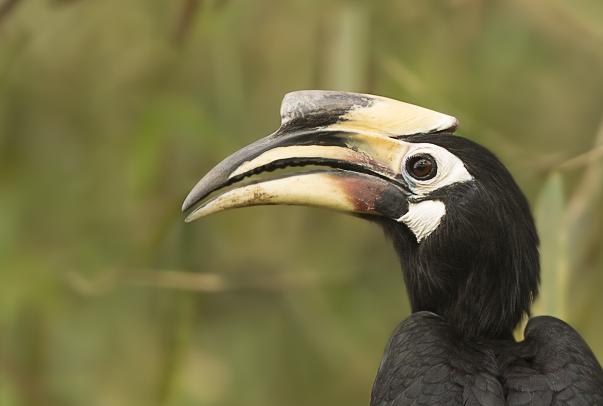all-about-beaks – Ogaclicks