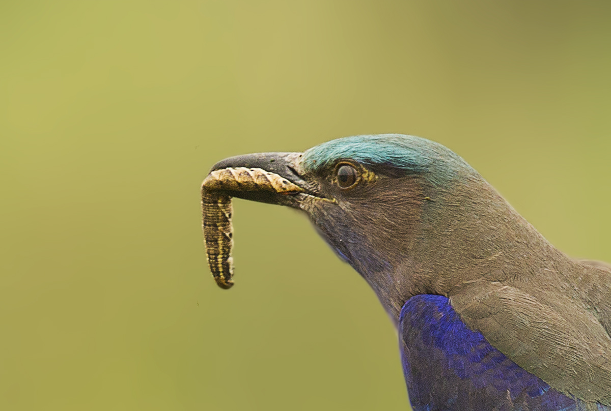 all-about-beaks – Ogaclicks