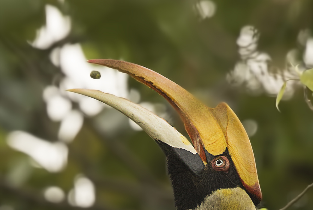 all-about-beaks – Ogaclicks