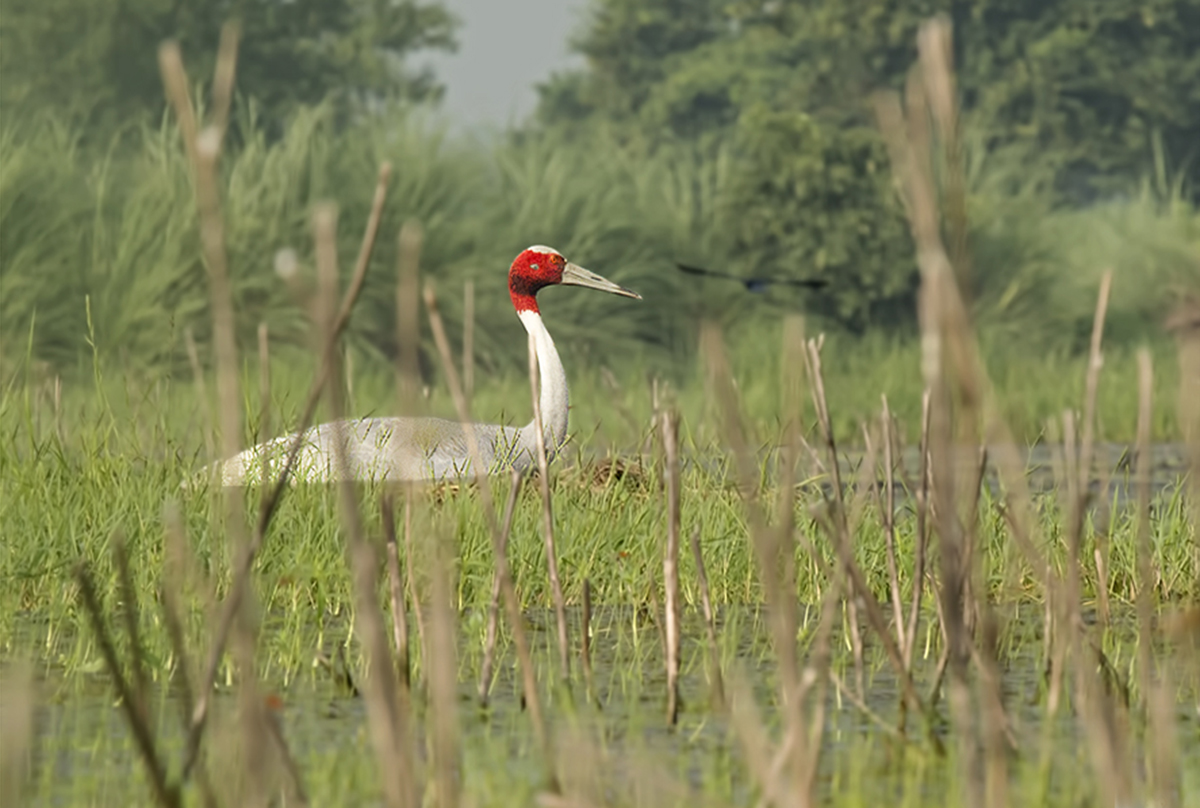 nesting-of-birds-part-iii-incubation-hatching-of-eggs-and-types-of ...