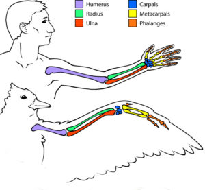 wing-theory – Ogaclicks