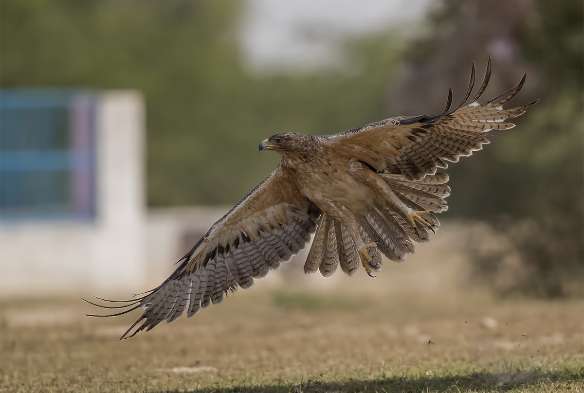 wings-and-tail-shapes – Ogaclicks