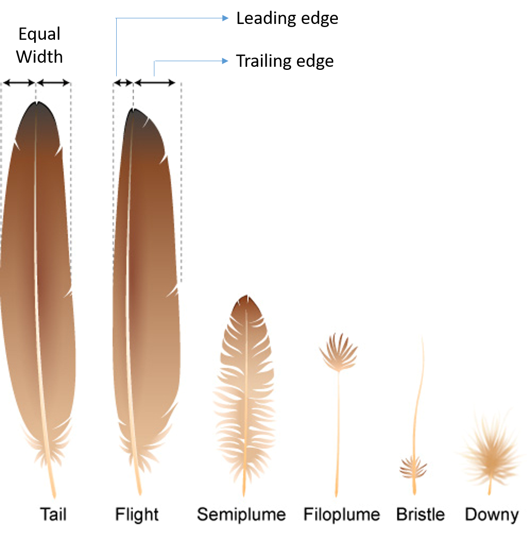 feathers-usp-of-birds – Ogaclicks