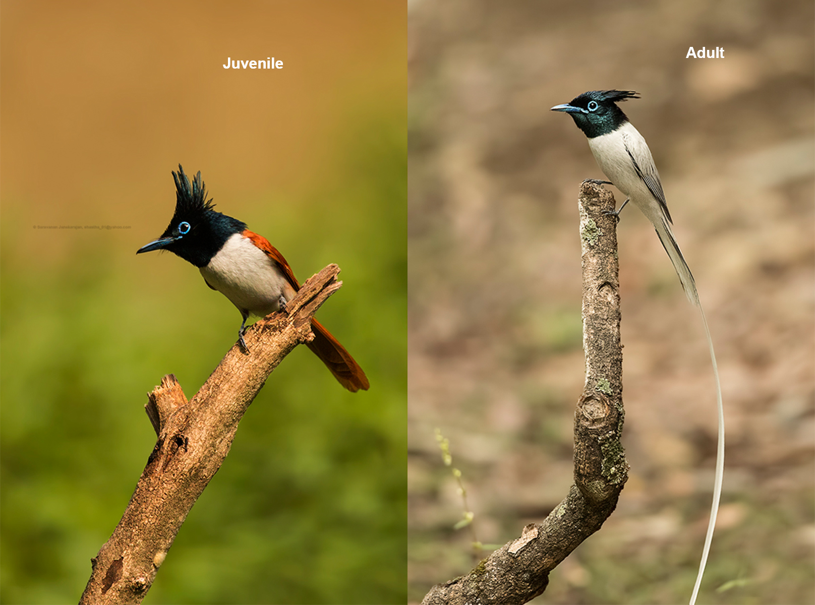 mystery-of-colours – Ogaclicks