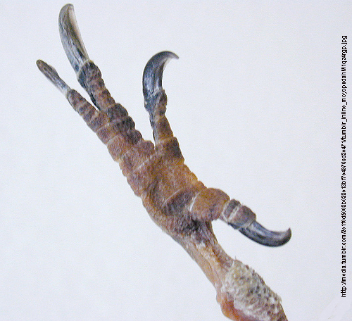 foot-structures-of-birds – Ogaclicks