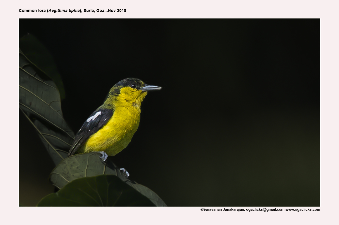 common-iora-map – Ogaclicks