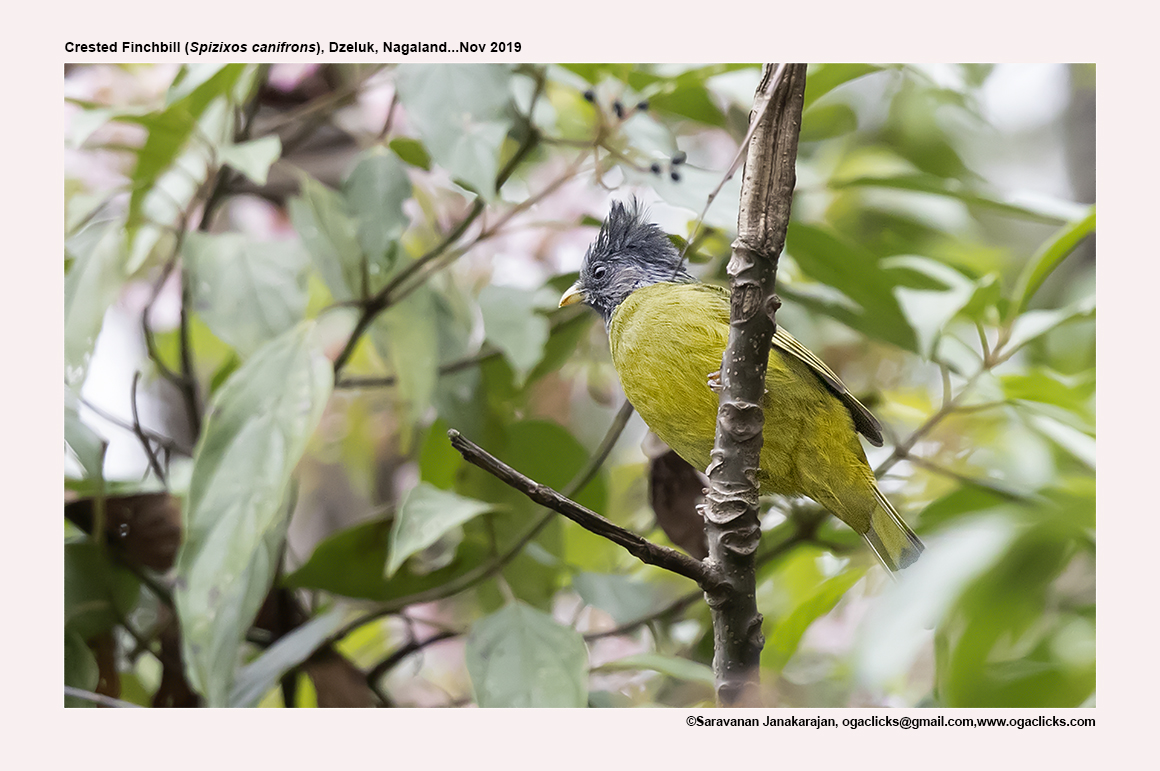 crested-finchbill-detail – Ogaclicks
