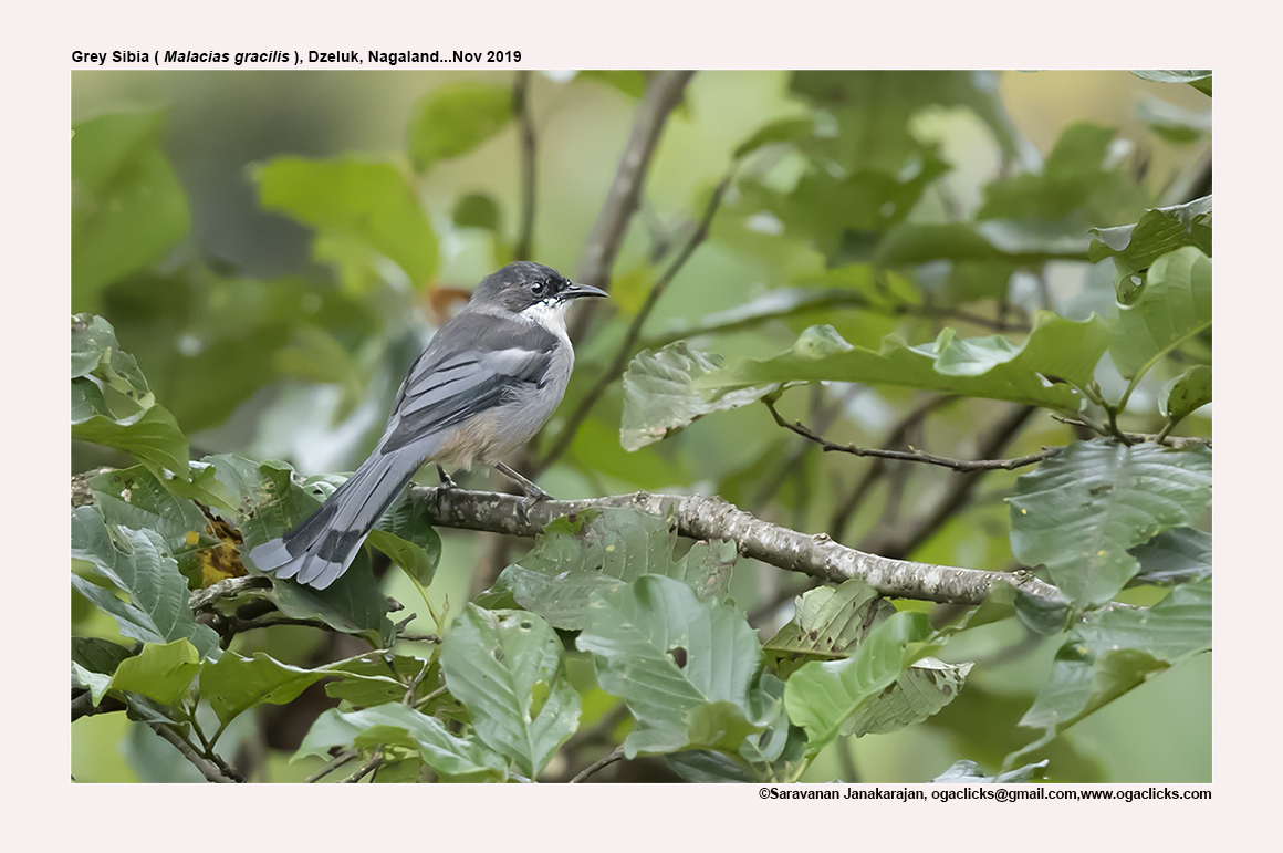 grey-sibia-map – Ogaclicks