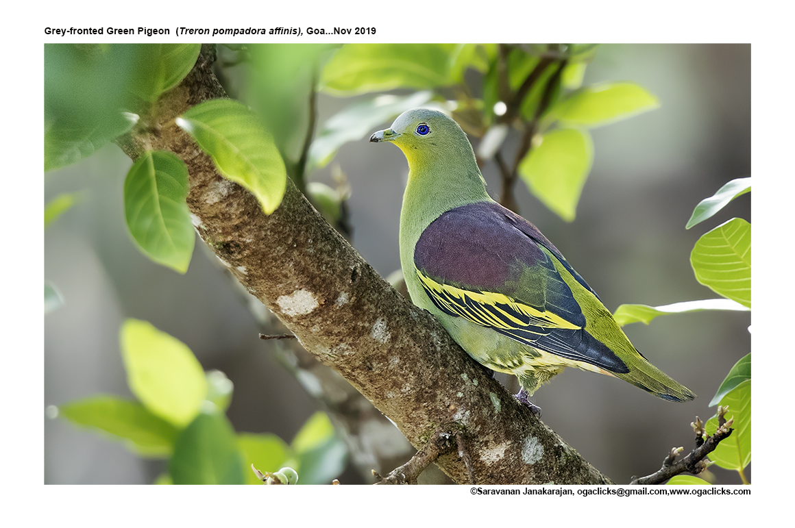 grey-fronted-green-pigeon-detail – Ogaclicks
