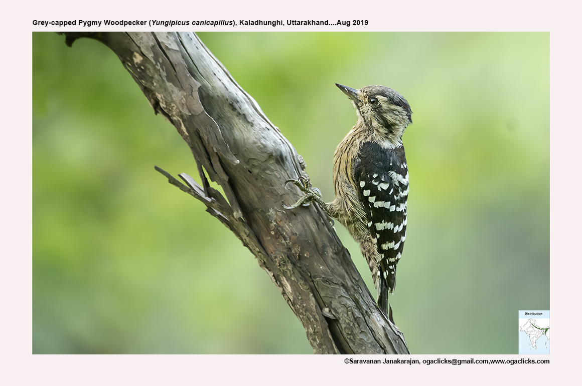 grey-capped-pygmy-woodpecker-map – Ogaclicks