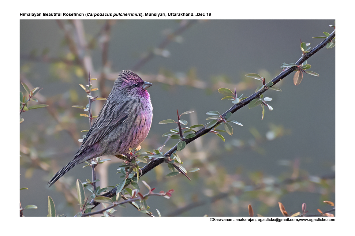 beautiful-rosefinch-map – Ogaclicks
