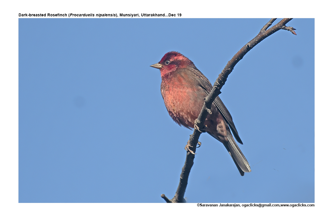 dark-breasted-rosefinch-detail – Ogaclicks