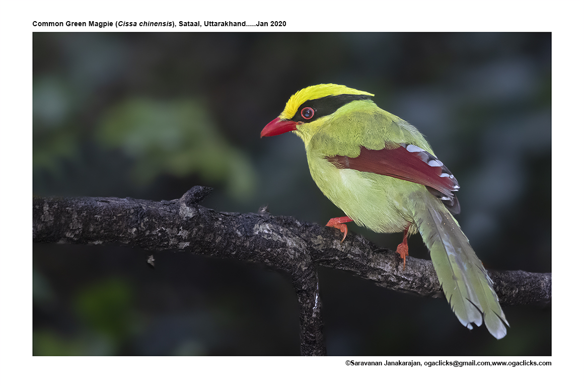 common-green-magpie-map – Ogaclicks