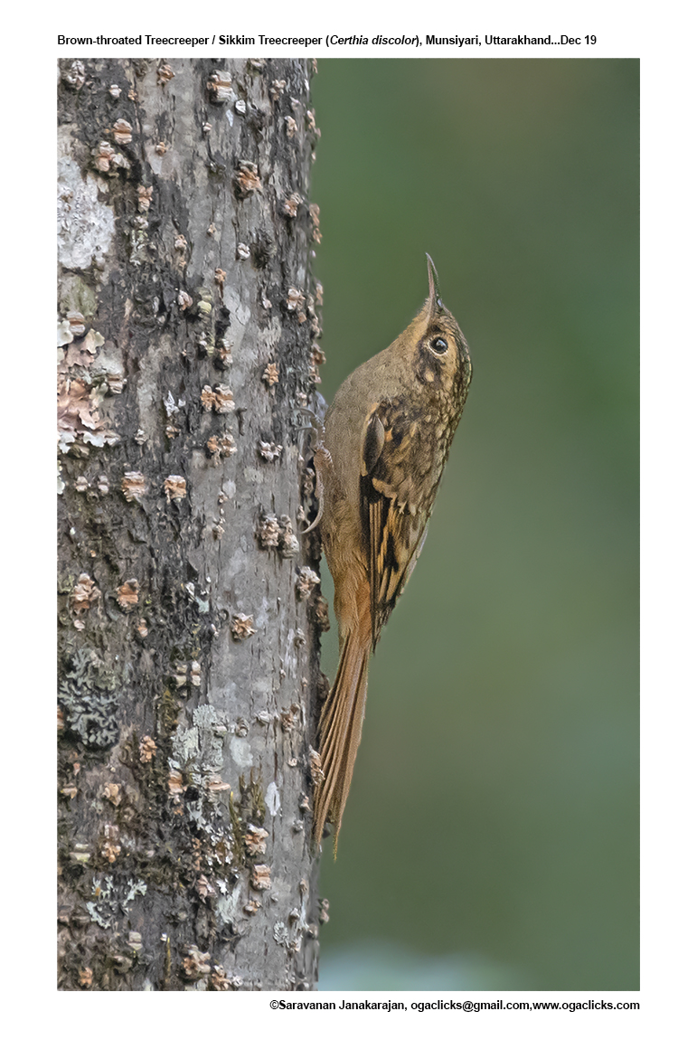 brown-throated-treecreeper-detail – Ogaclicks