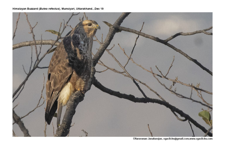 himalayan-buzzard-map – Ogaclicks