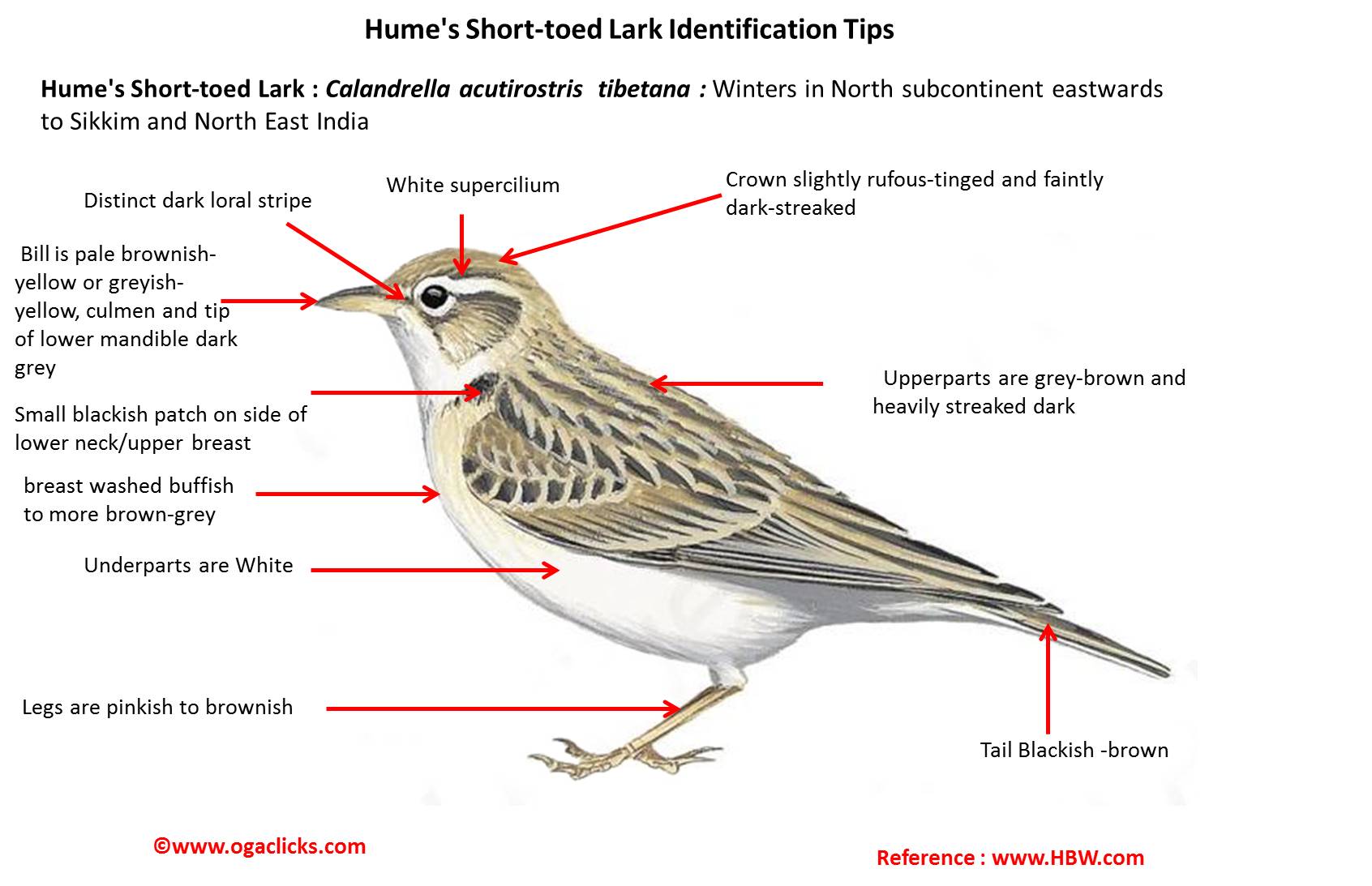 humes-short-toed-lark-detail – Ogaclicks
