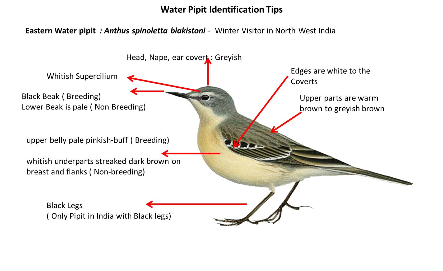 water-pipit-detail – Ogaclicks
