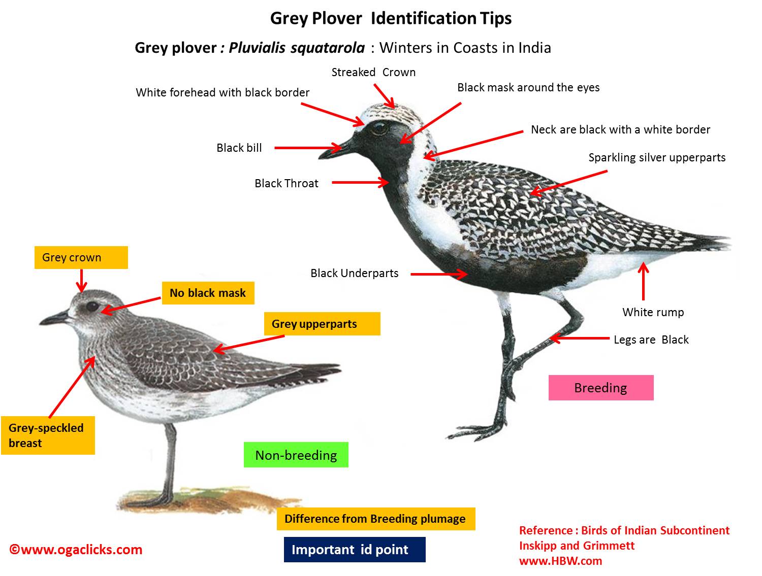 grey-plover-detail – Ogaclicks
