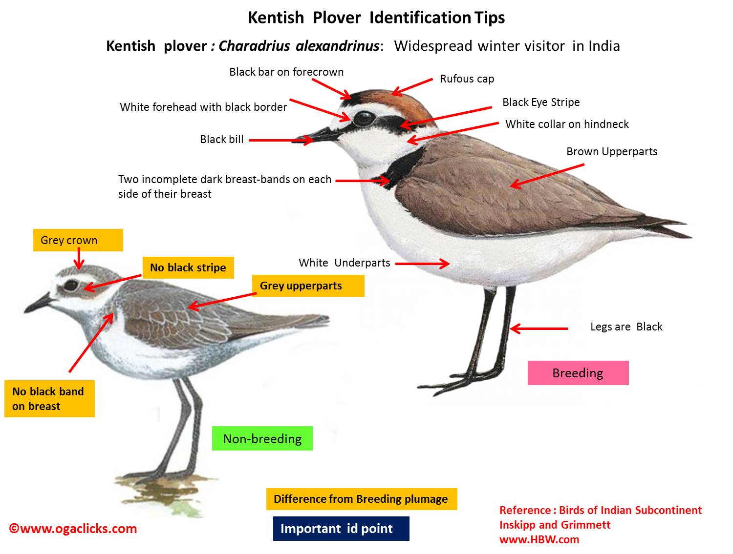 kentish-plover-details – Ogaclicks