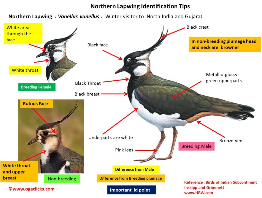 northern-lapwing-detail