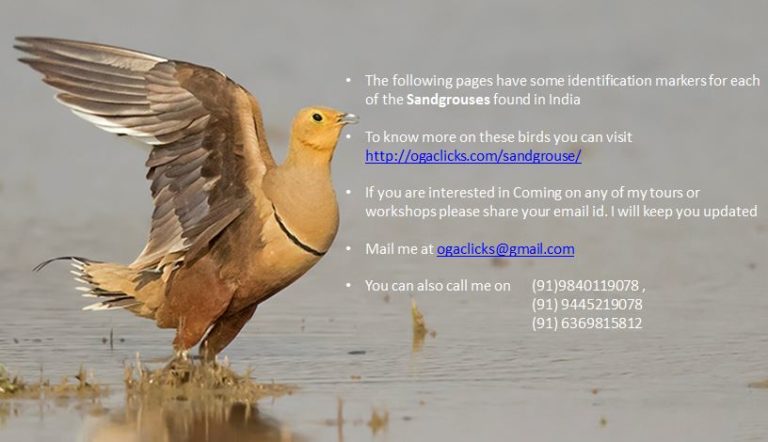 sandgrouse-id – Ogaclicks