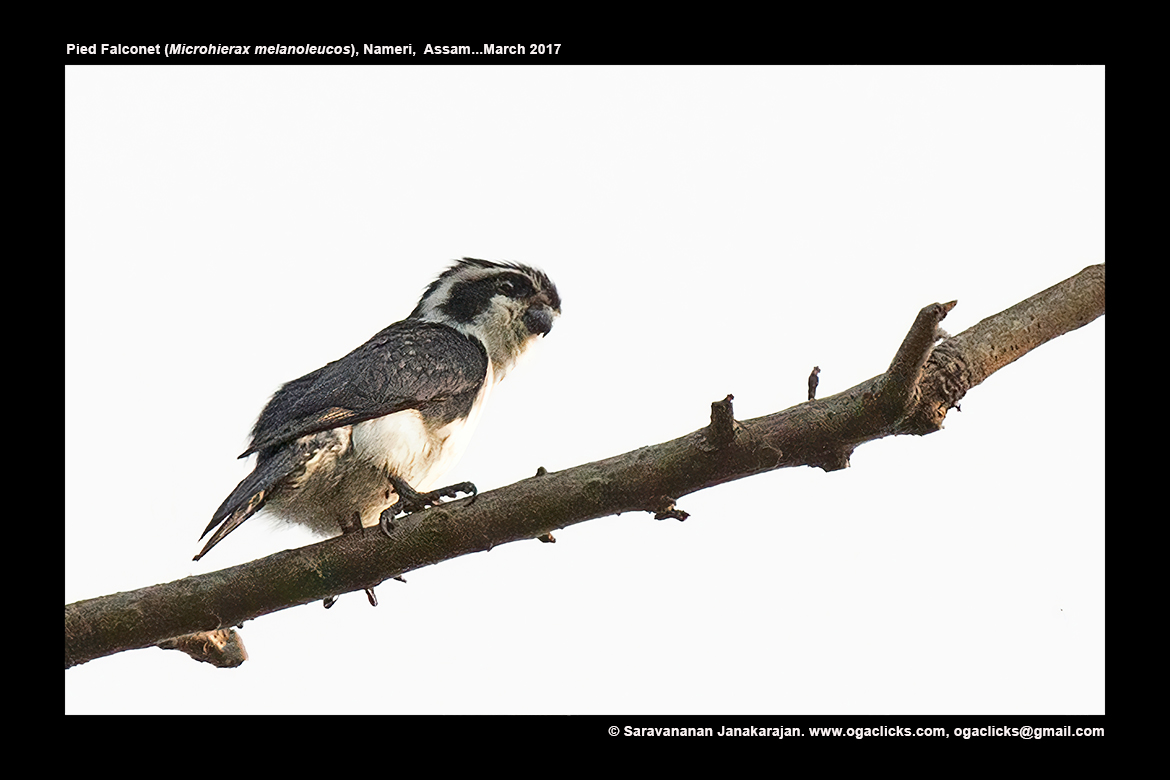 pied-falconet-detail – Ogaclicks