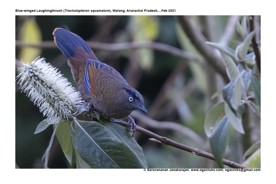 blue-winged-laughing-thrush-map – Ogaclicks