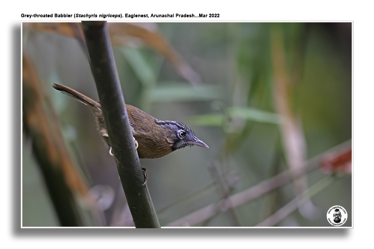 grey-throated-babbler-map – Ogaclicks