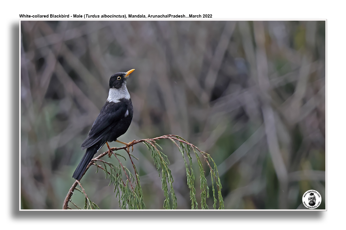 white-collared-black-bird-map – Ogaclicks