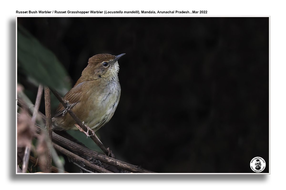 russet-bush-warbler-map – Ogaclicks