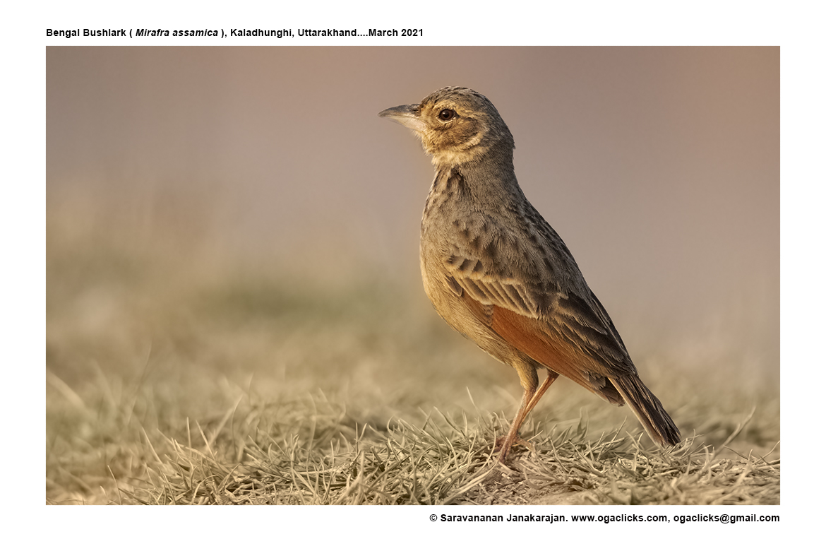 bengal-bush-lark-map – Ogaclicks