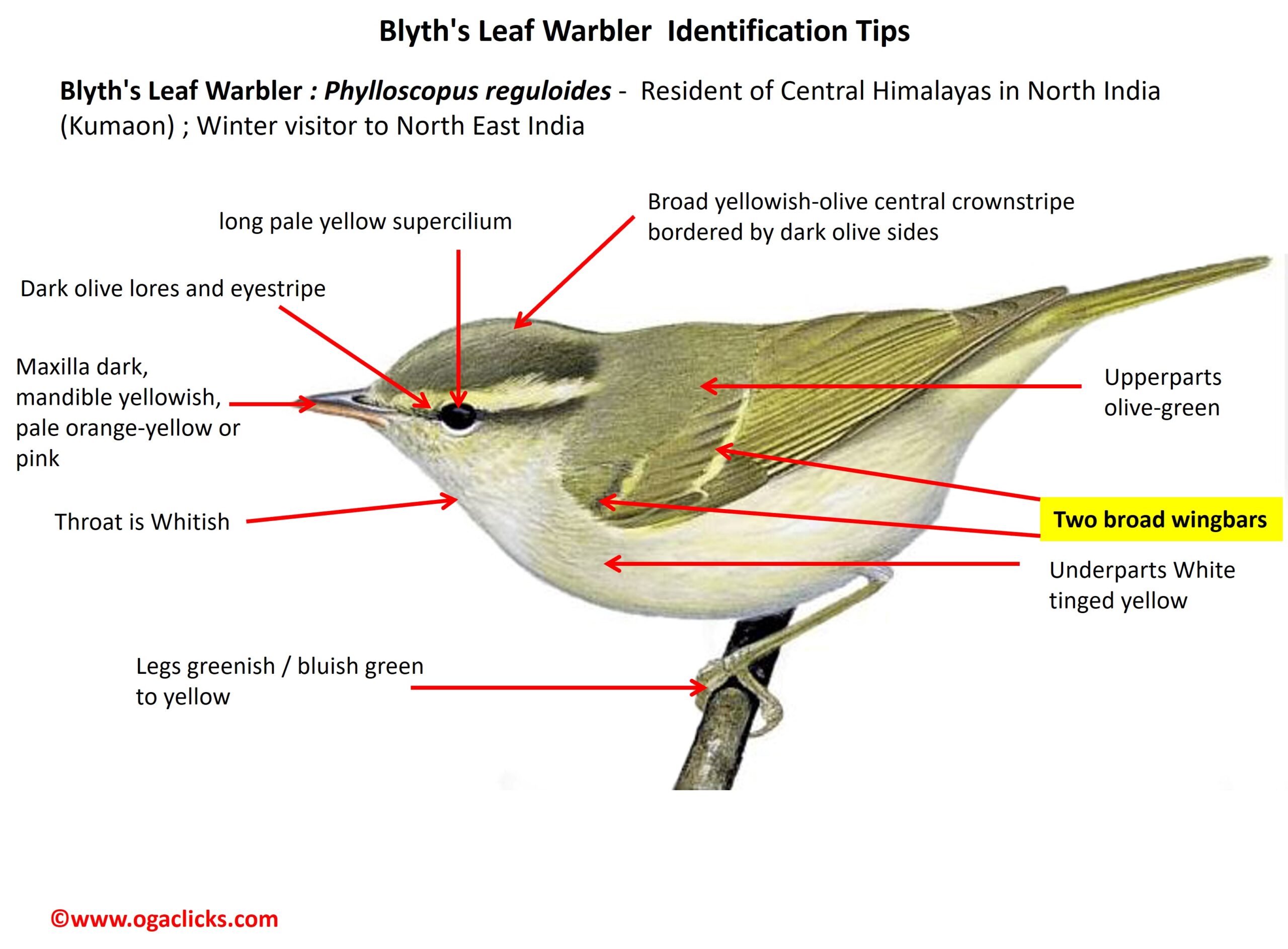 blyths-leaf-warbler-detail – Ogaclicks