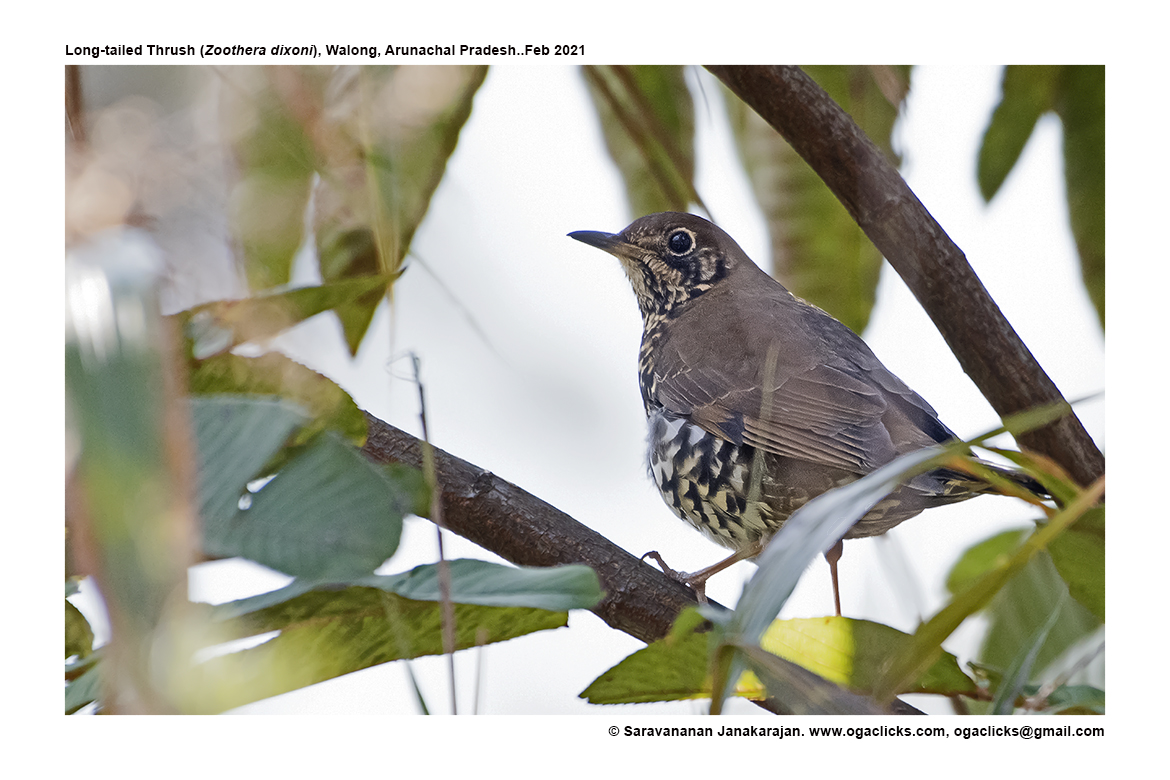 long-tailed-thrush-call – Ogaclicks