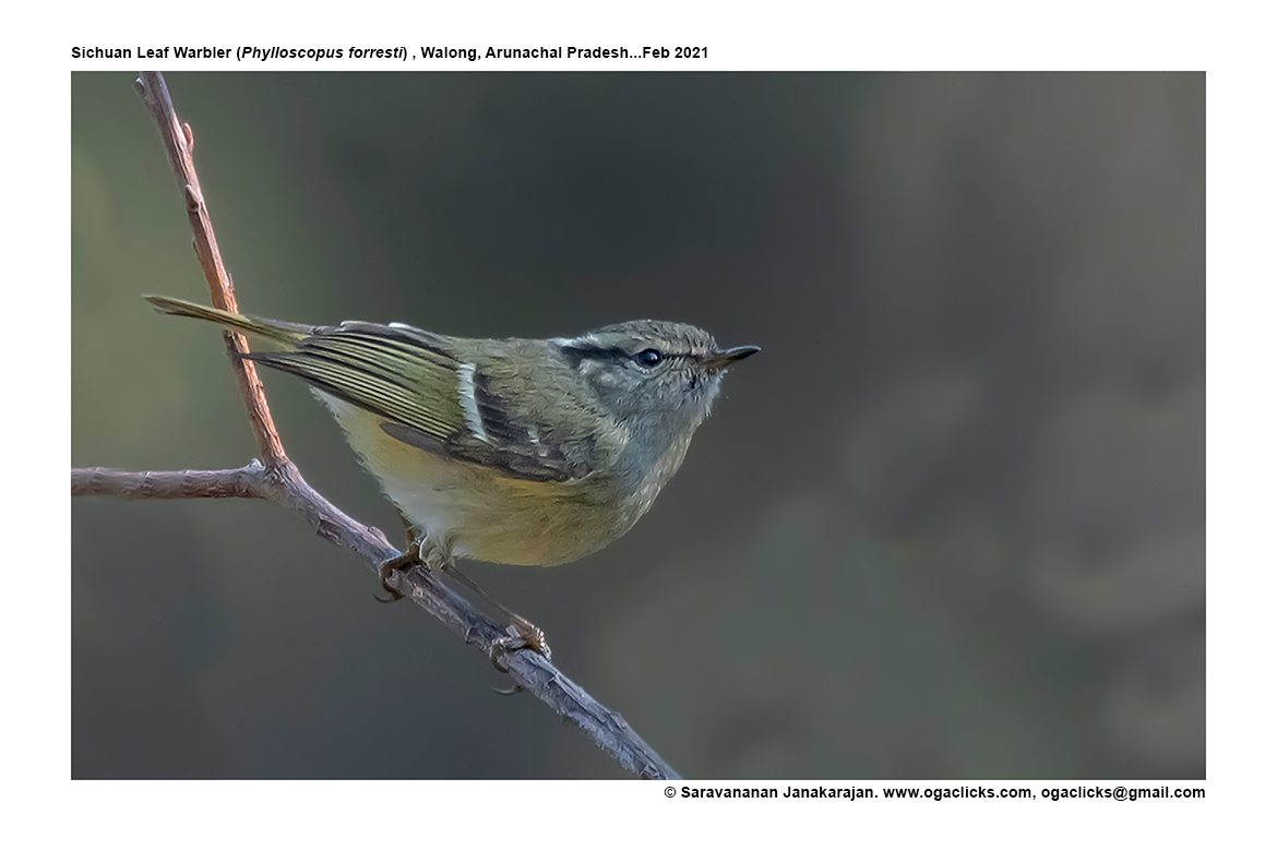 sichuan-leaf-warbler-map – Ogaclicks