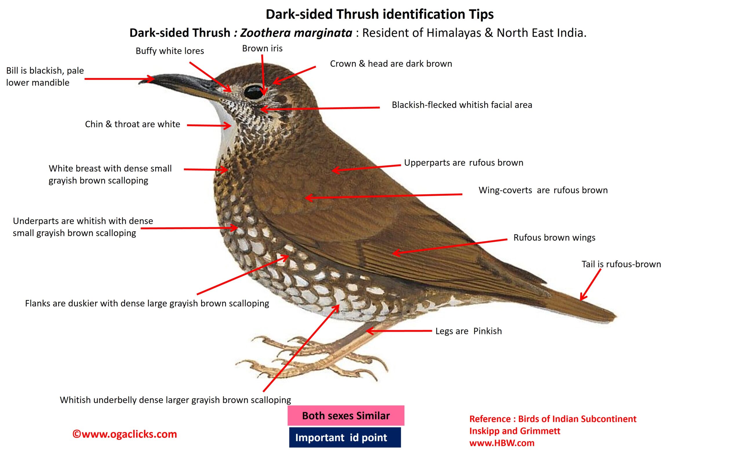 dark-sided-thrush-detail - Ogaclicks