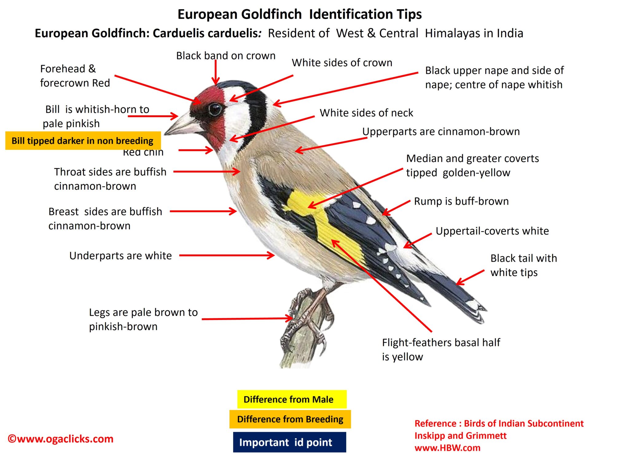 european-gold-finch-detail – Ogaclicks