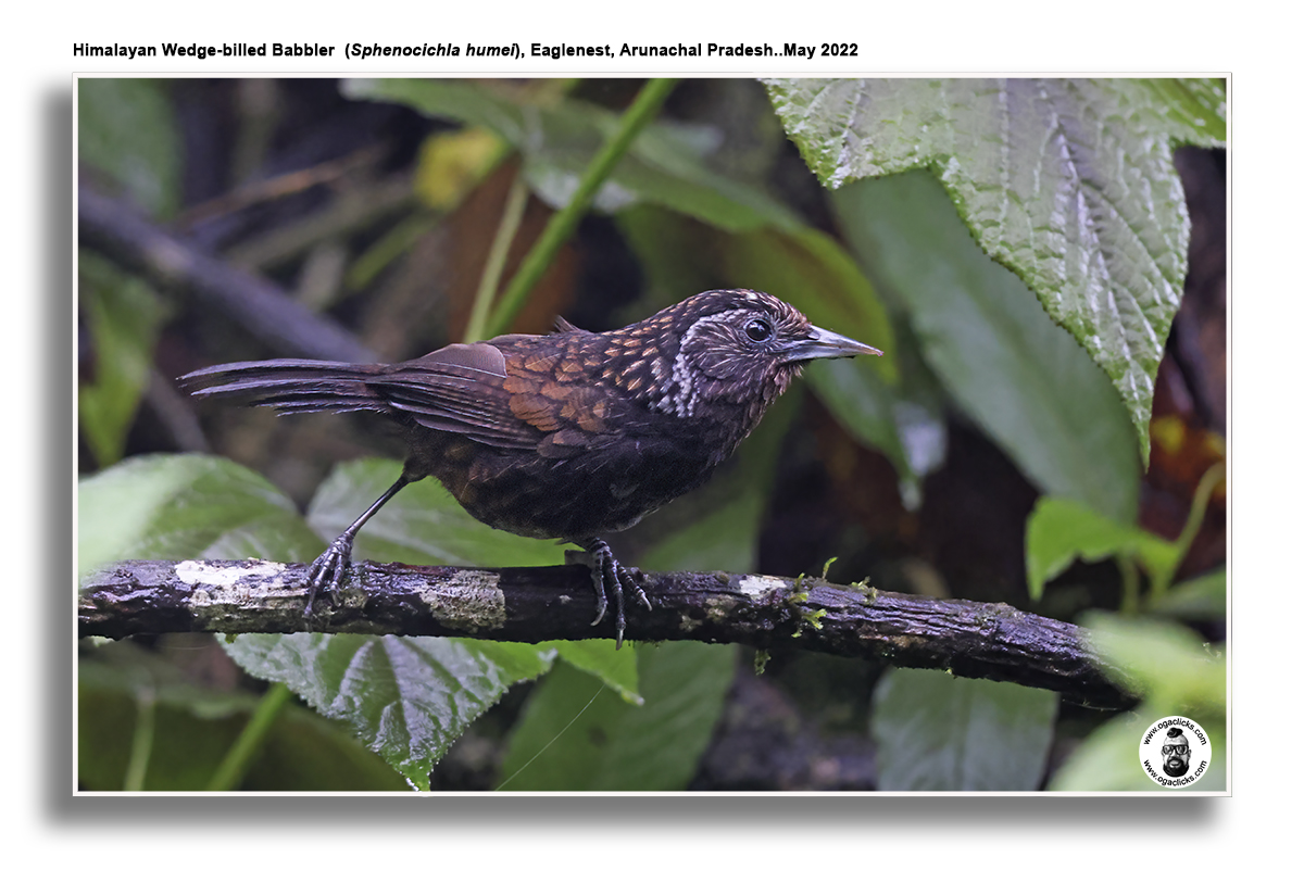 himalayan-wedge-billed-babbler-map – Ogaclicks