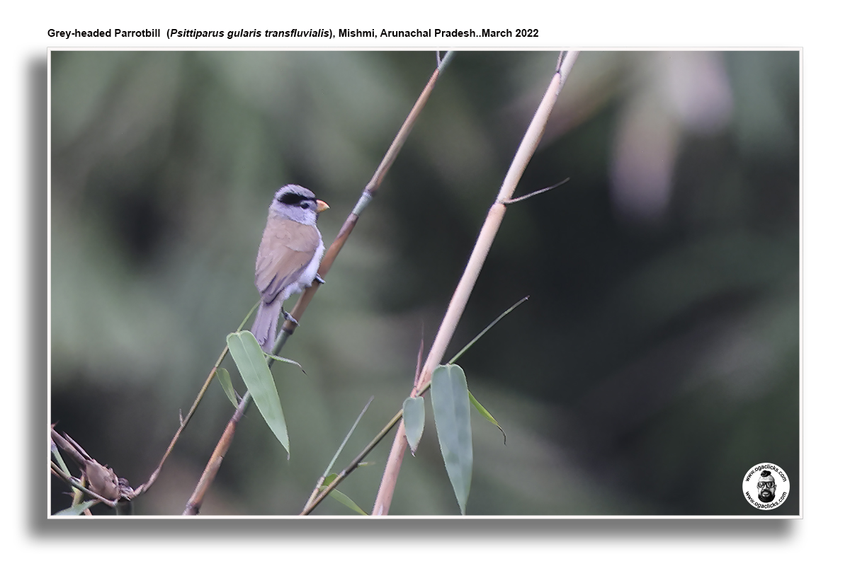 parrotbill – Ogaclicks