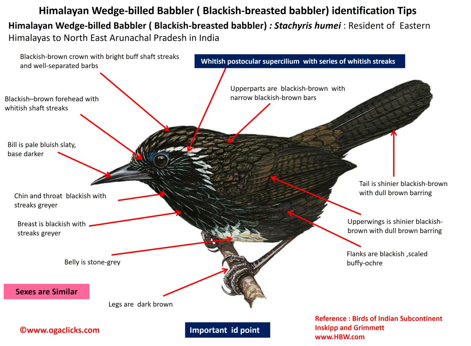 himalayan-wedge-billed-babbler-detail – Ogaclicks