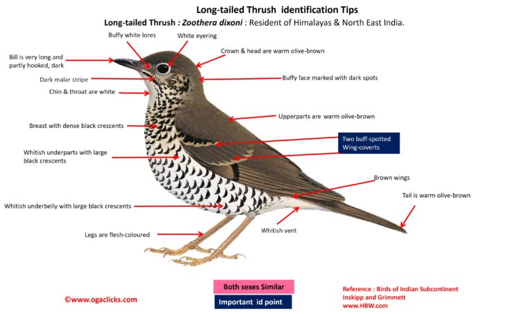 long-tailed-thrush-detail – Ogaclicks
