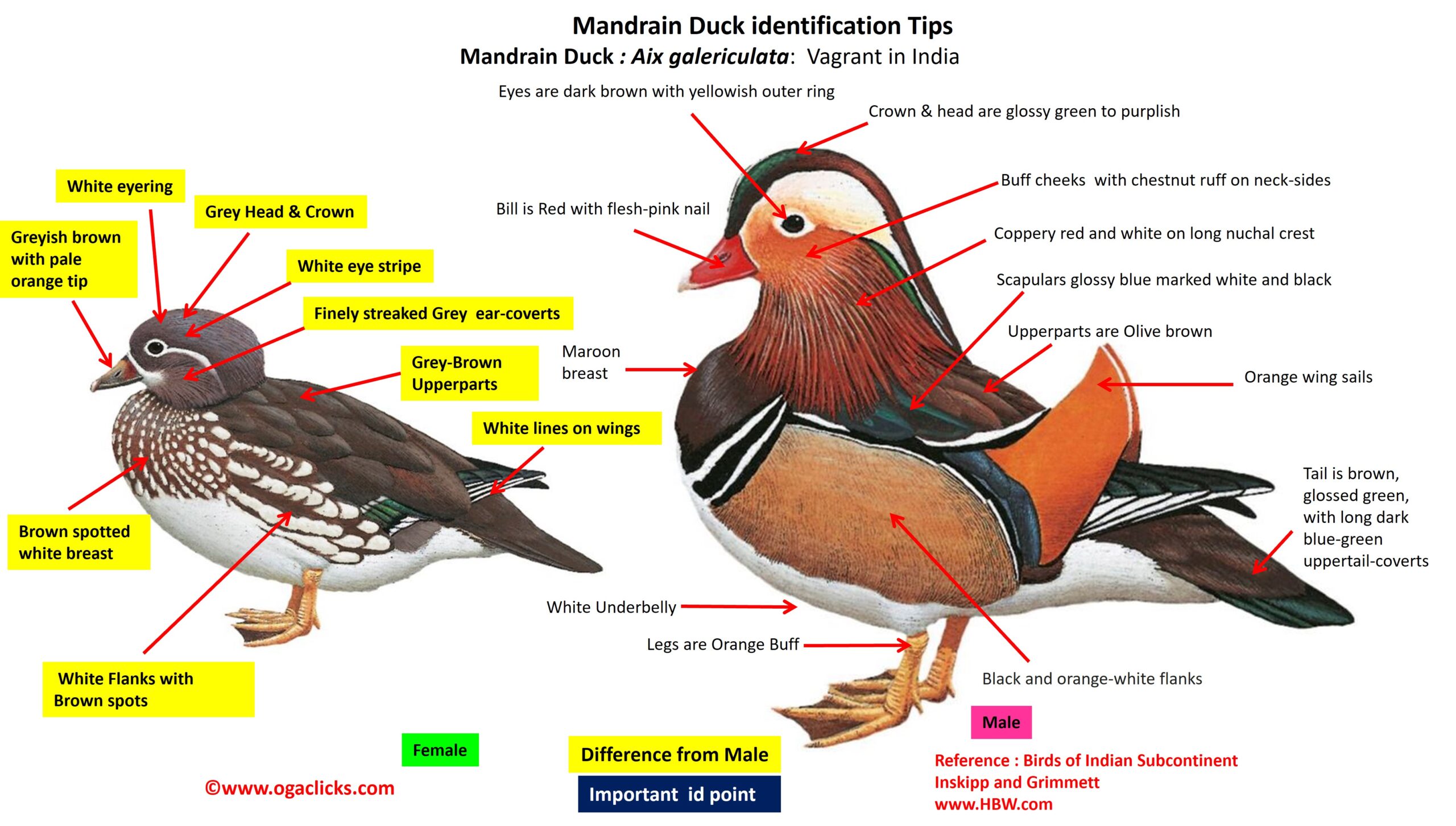 mandarin-duck-detail – Ogaclicks