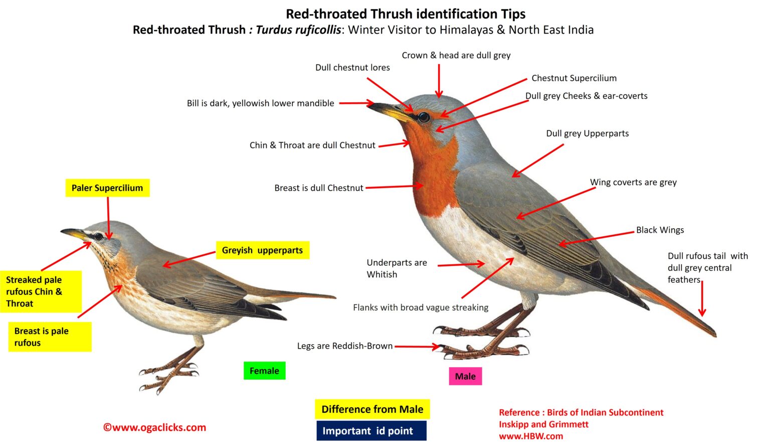 red-throated-thrush-detail – Ogaclicks