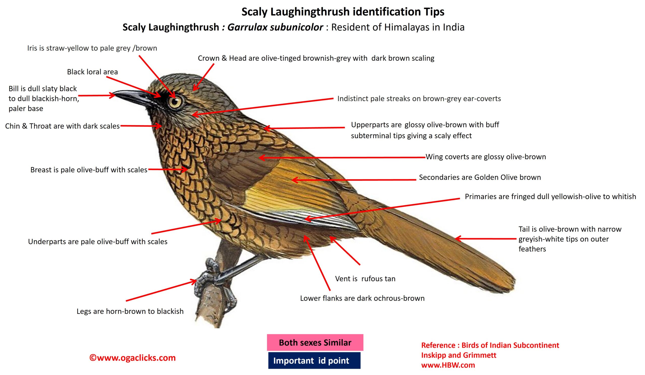 scaly-laughing-thrush-detail – Ogaclicks
